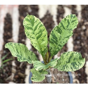 Plumeria Tiger Variegated - Bkinterplants Garden