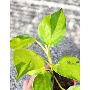 Epipremnum Aureum Neon Variegated - Bkinterplants Garden