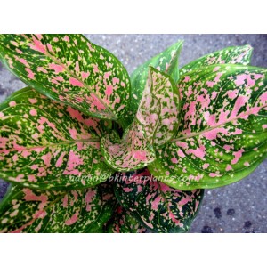 AGLAONEMA " Pink Lady " - Bkinterplants Garden