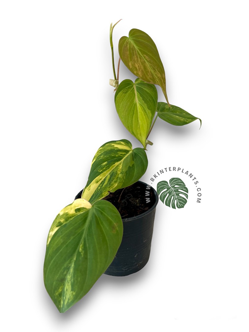 Philodendron Mican Variegated - Bkinterplants Garden