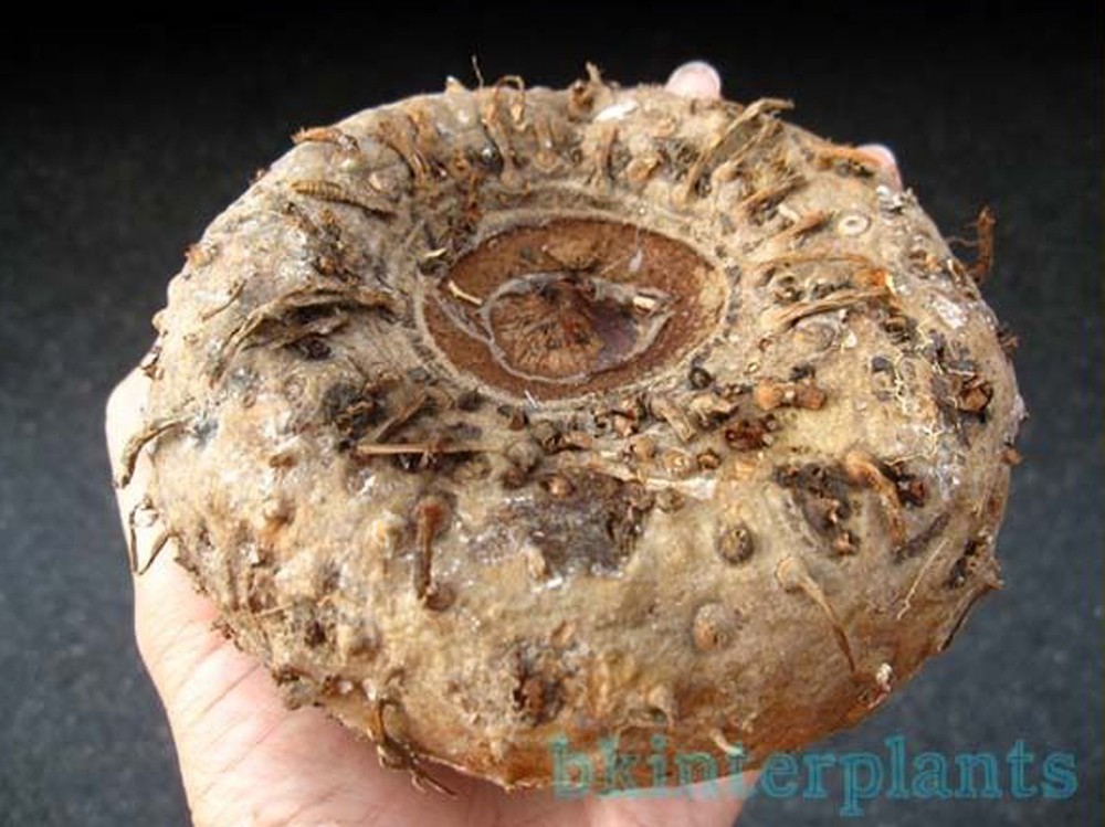 1 Corm "Amorphophallus paeoniifolius (Dennst.) Nicolson ...