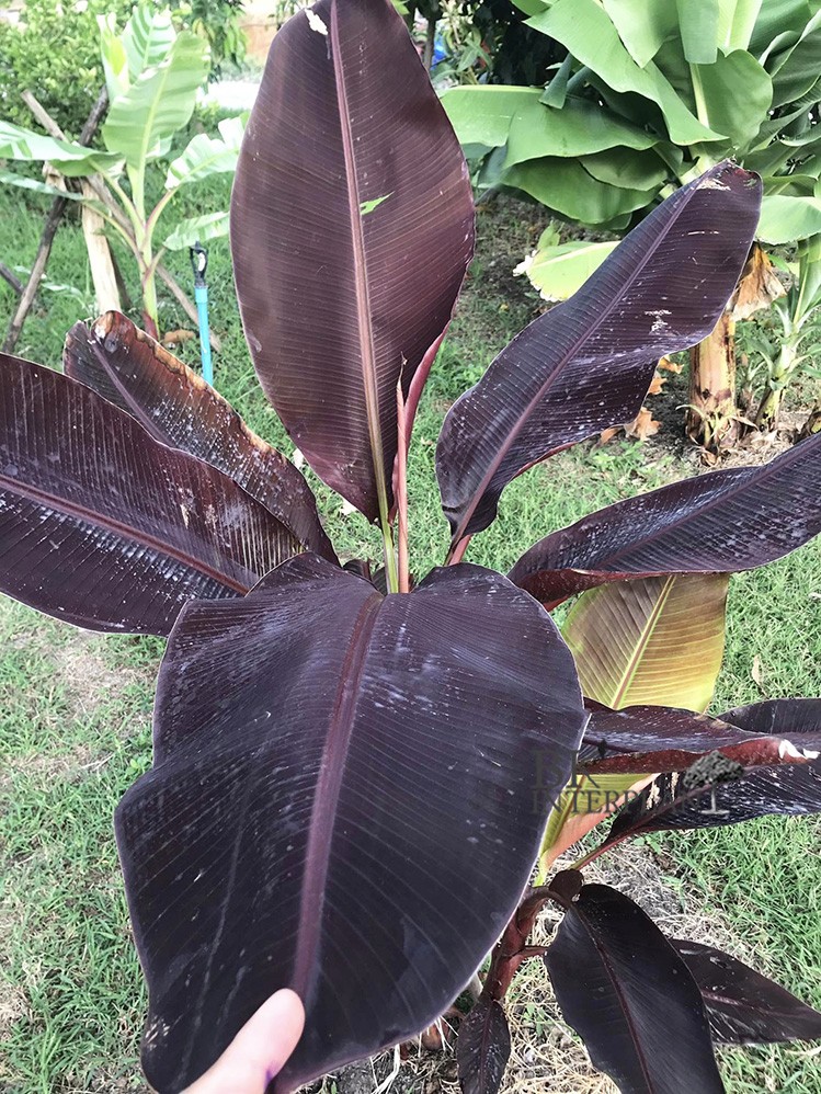 Musa ‘Super Black’ Black variegated - Bkinterplants Garden