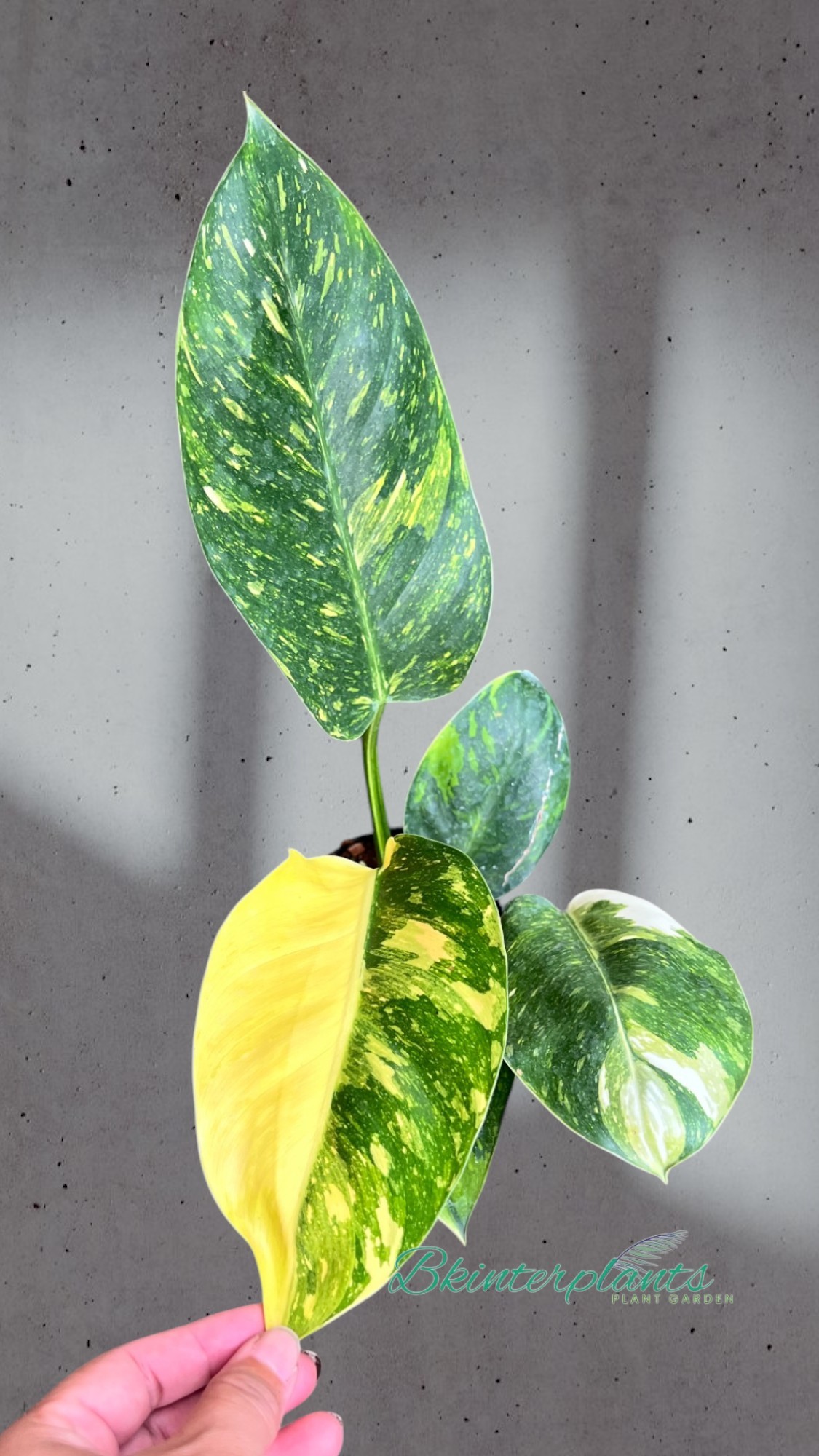 Philodendron Green Congo Nuclear Variegated for Sale - Bkinterplants Garden