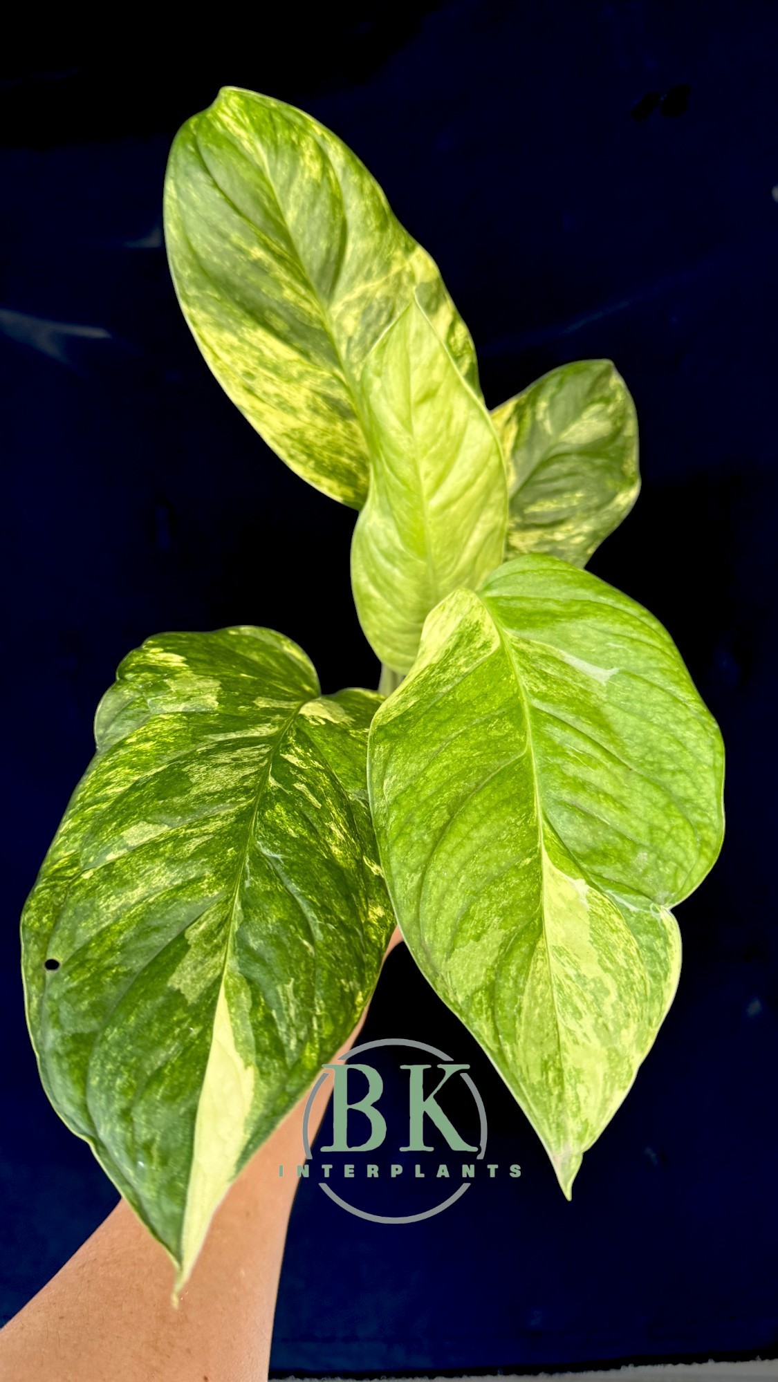 Monstera Obliqua Mayuna Variegated – Wholesale 5 Plants | Rare Aroid ...