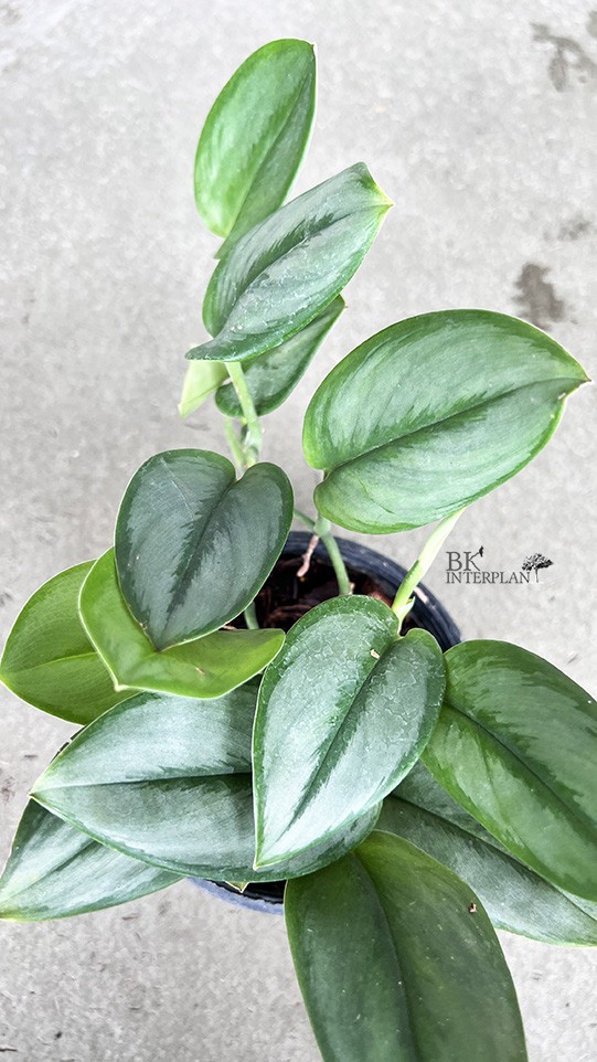 Scindapsus Treubii Moonlight - Bkinterplants Garden