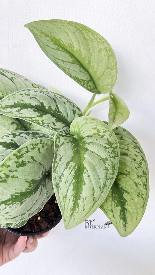 Scindapsus Silver Lady - Bkinterplants Garden