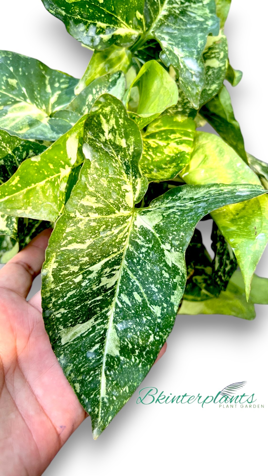 Syngonium Panda Galaxy War Variegated - All - Bkinterplants Garden