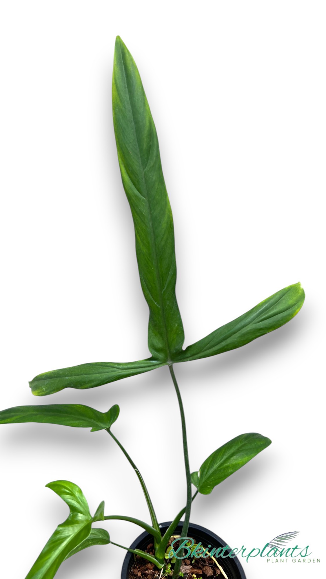 Philodendron Holtonianum | Plants - Grow Tropicals - Bkinterplants Garden