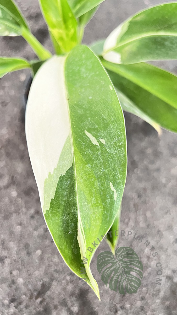 Philodendron Wend Imbe Variegated - Bkinterplants Garden