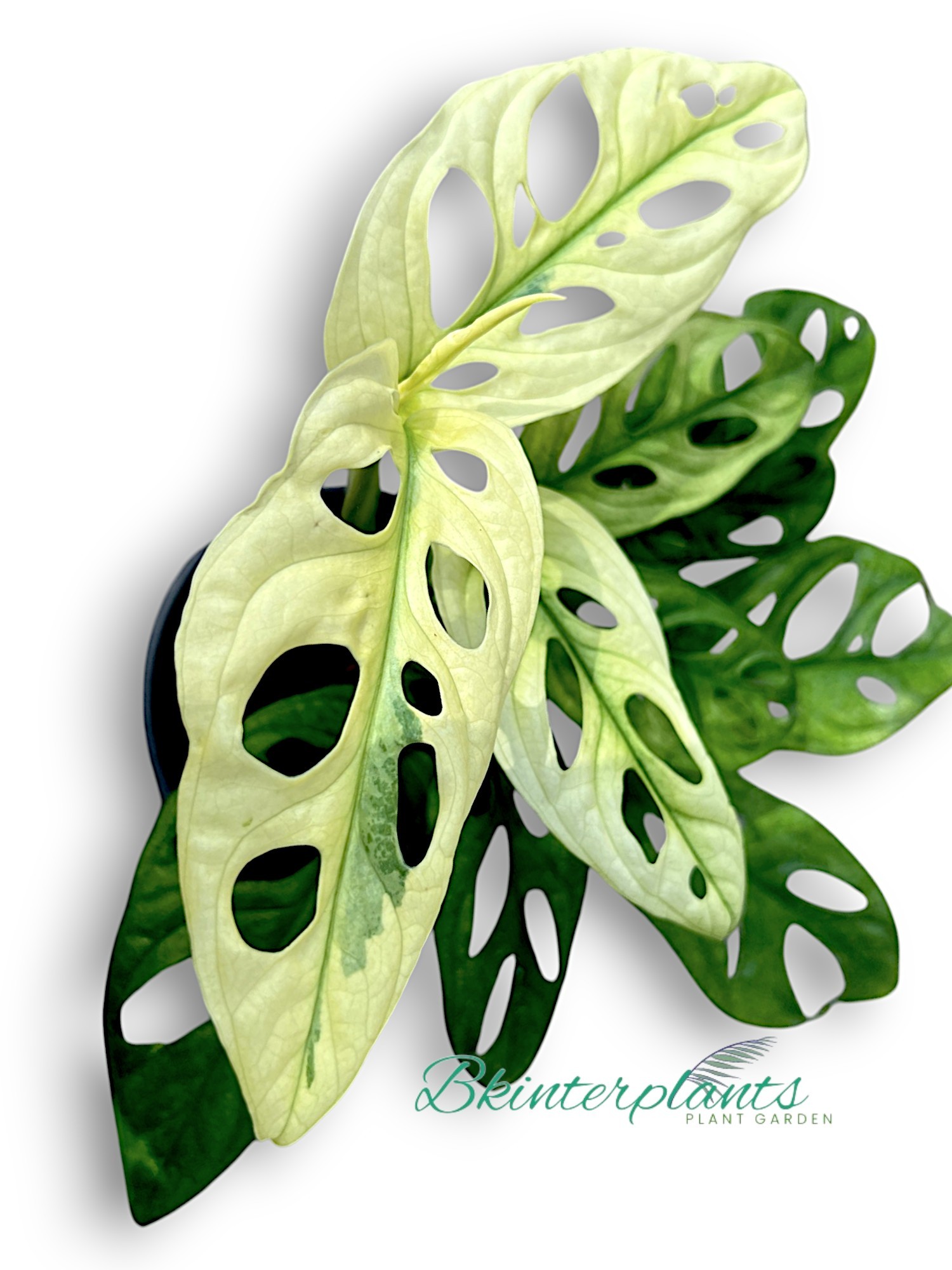 Monstera adansonii giant mint variegated Size L - Bkinterplants Garden