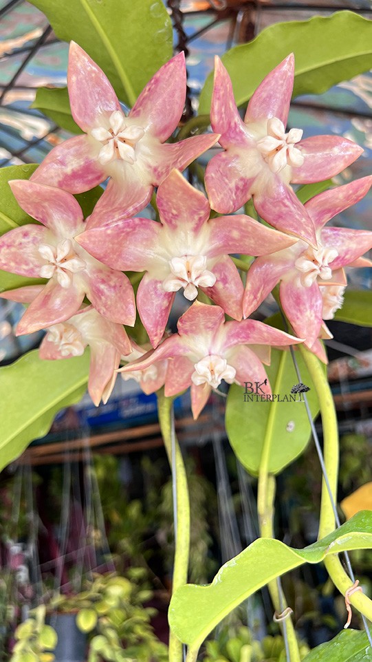 Hoya Imperialis Palawan - Bkinterplants Garden