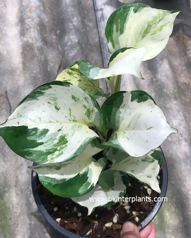 Epipremnum Aureum (Manjula Pothos) - Bkinterplants Garden
