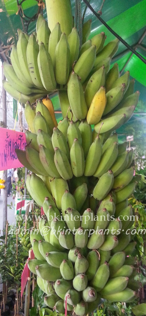 Musa Banana " KLUAI Nam Wa Maliong " - Bkinterplants Garden