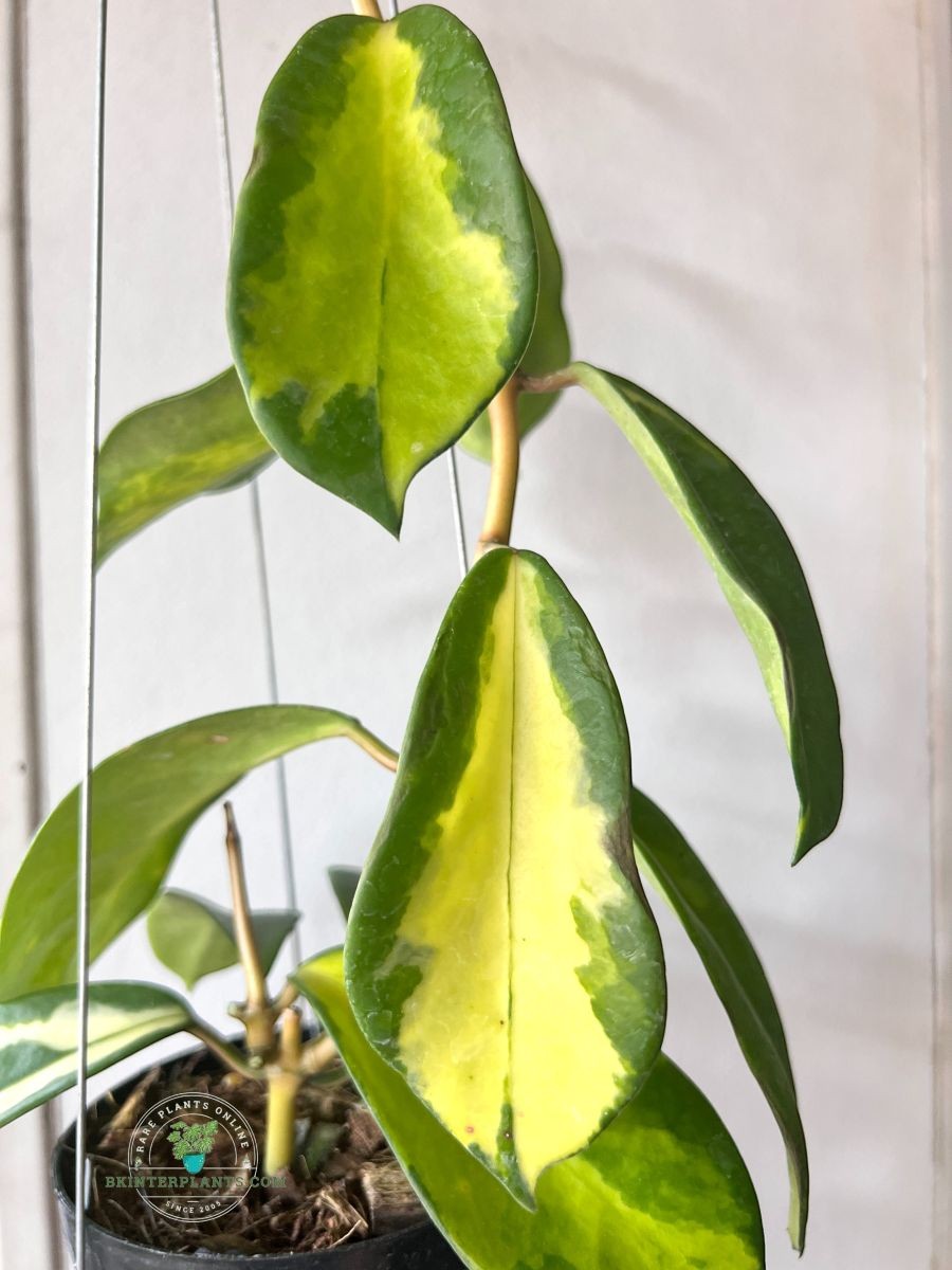 Hoya diversifolia Inner Variegated – Rare Tropical Hoya | $55 ...