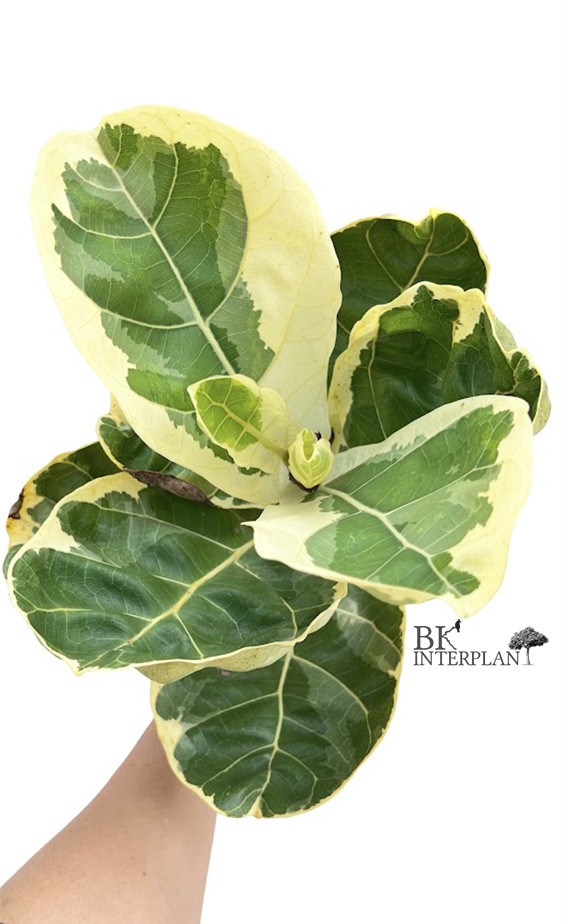 Ficus Lyrata Variegated - Bkinterplants Garden
