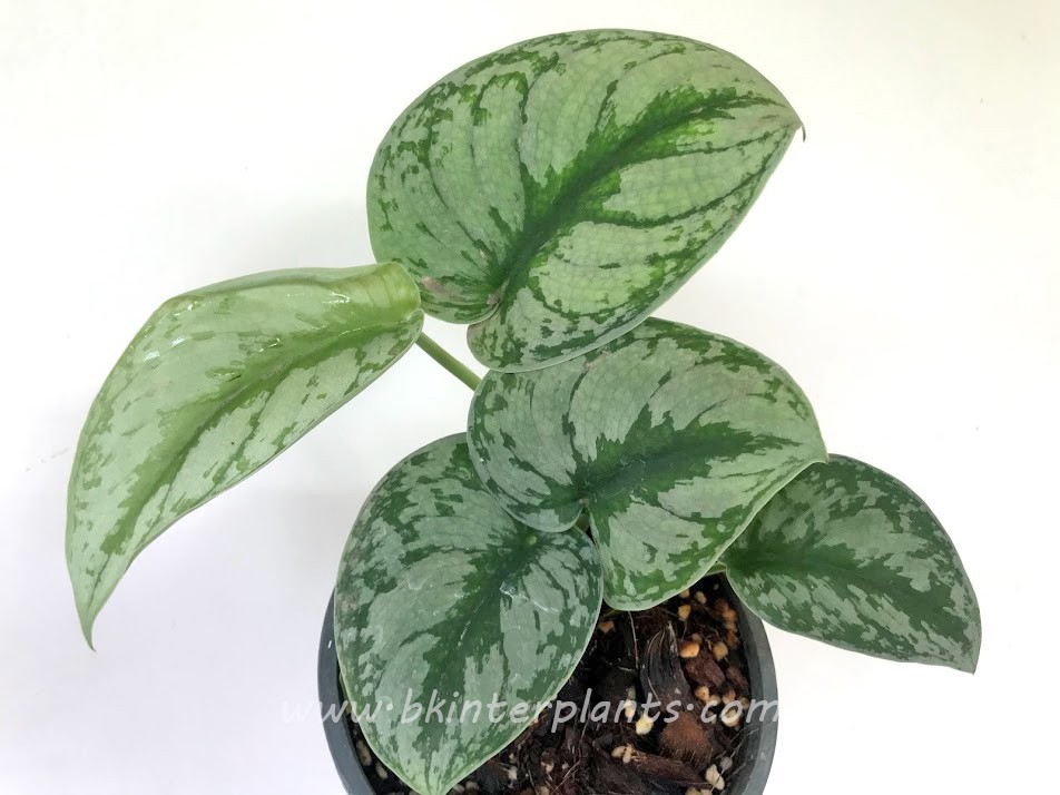 Scindapsus Pictus Argyraeus - Bkinterplants Garden