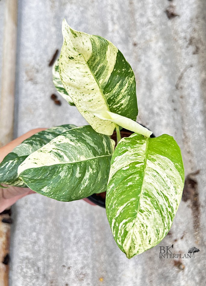 Rhaphidophora Puberula Variegated - All - Bkinterplants Garden