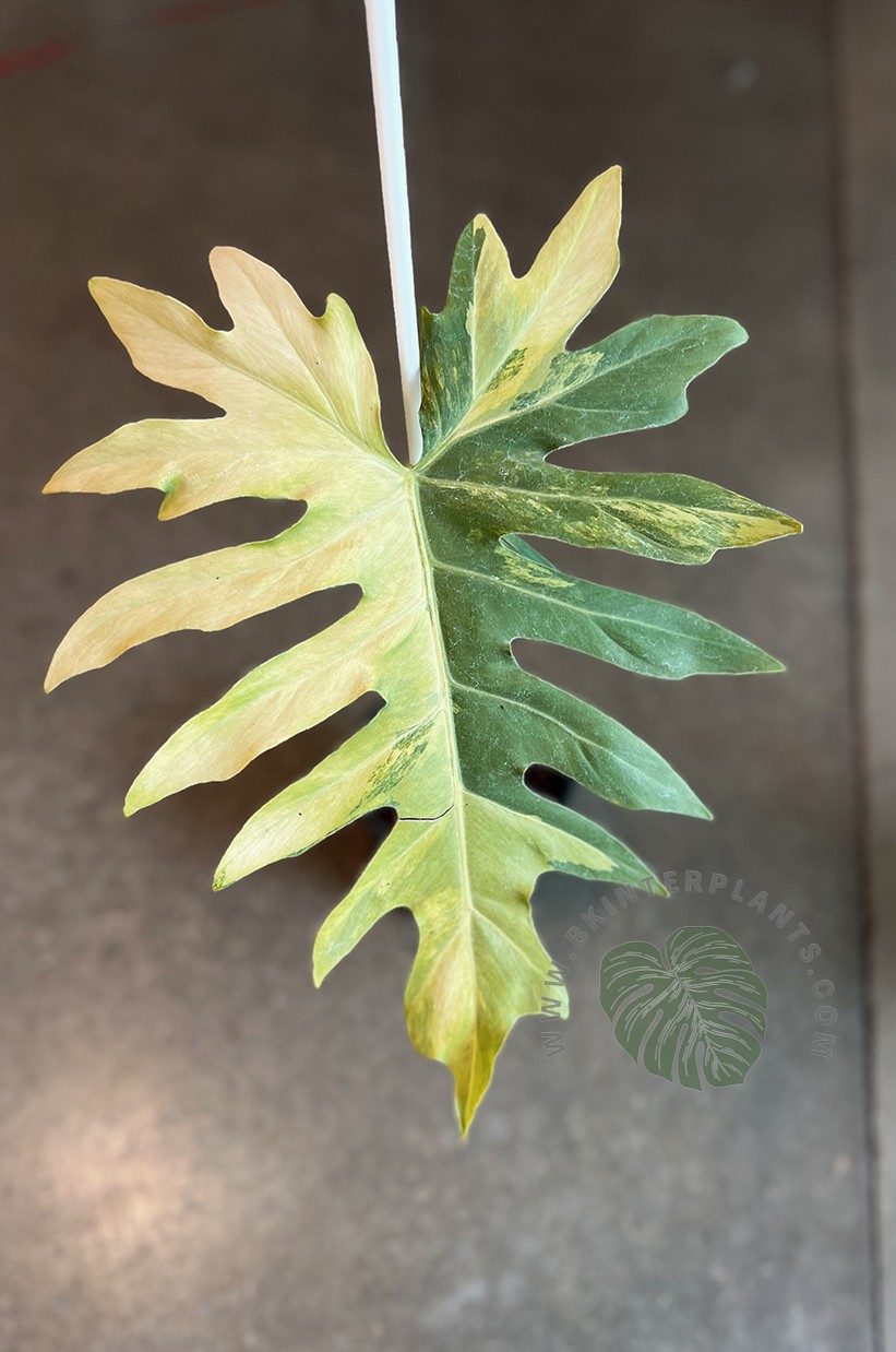 Philodendron Radiatum Variegated 1 Leaf - Bkinterplants Garden