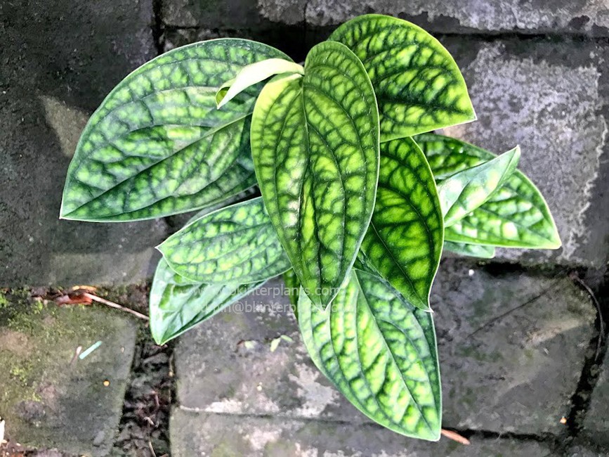 Monstera Karstenianum - Bkinterplants Garden