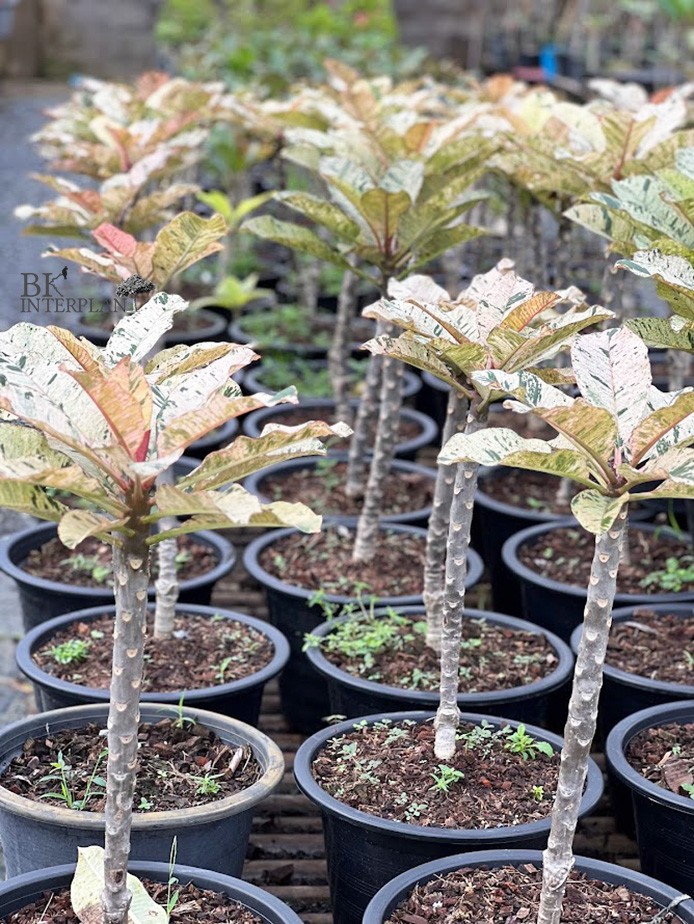 5 Plants Plumeria Maya Leaf Variegated - Bkinterplants Garden