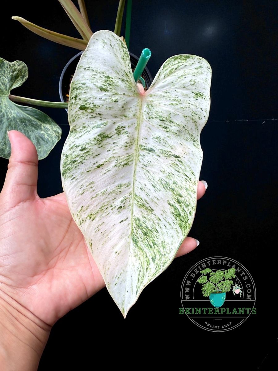 Philodendron Emerald Ice Variegated | Rare Aroid Plant from Thailand - Bkinterplants Garden