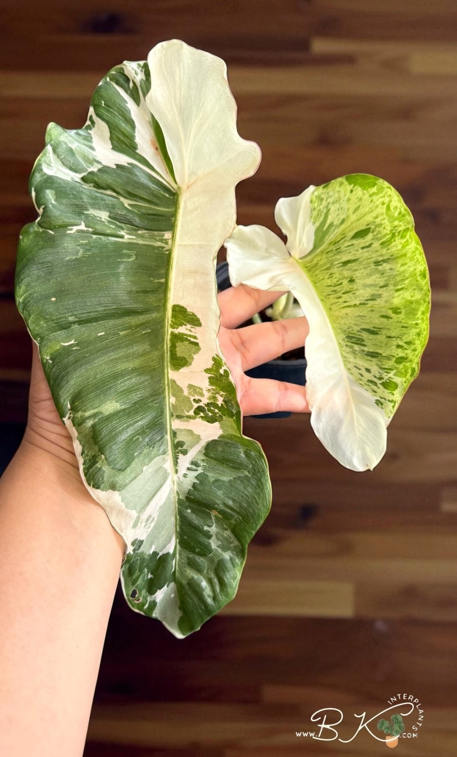 Philodendron Paraiso Verde Albo Variegated - Rare Aroid | BK ...