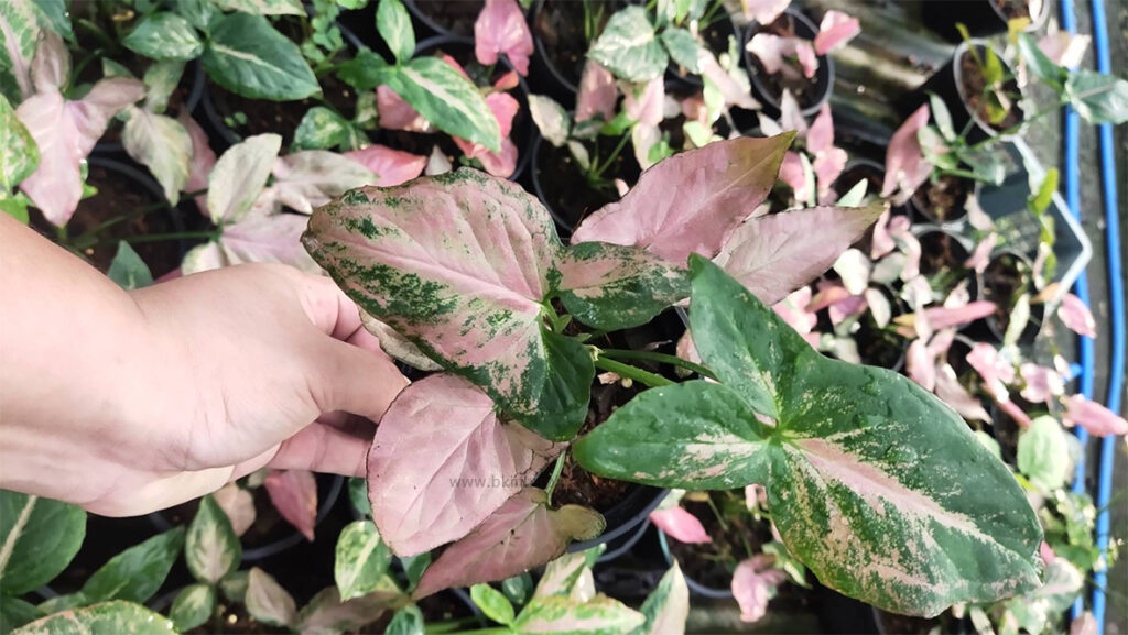 Syngonium Pink Hybrid - Bkinterplants Rare & Exotic Tropical Plants ...