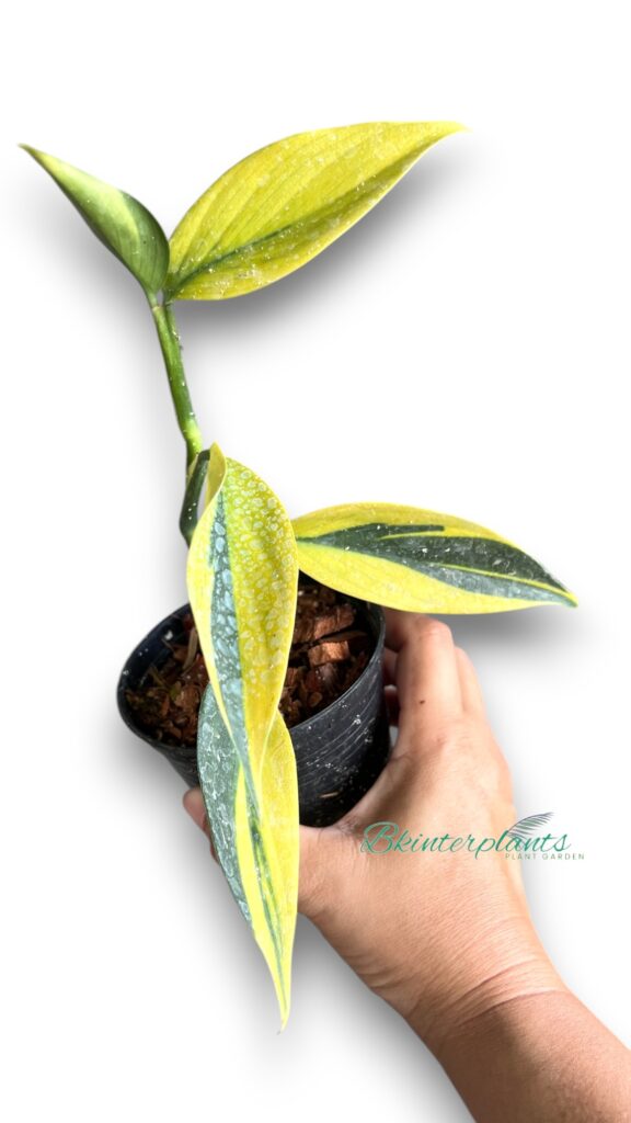 Scindapsus Coriaceus Aurea Variegated - Bkinterplants Rare & Exotic ...