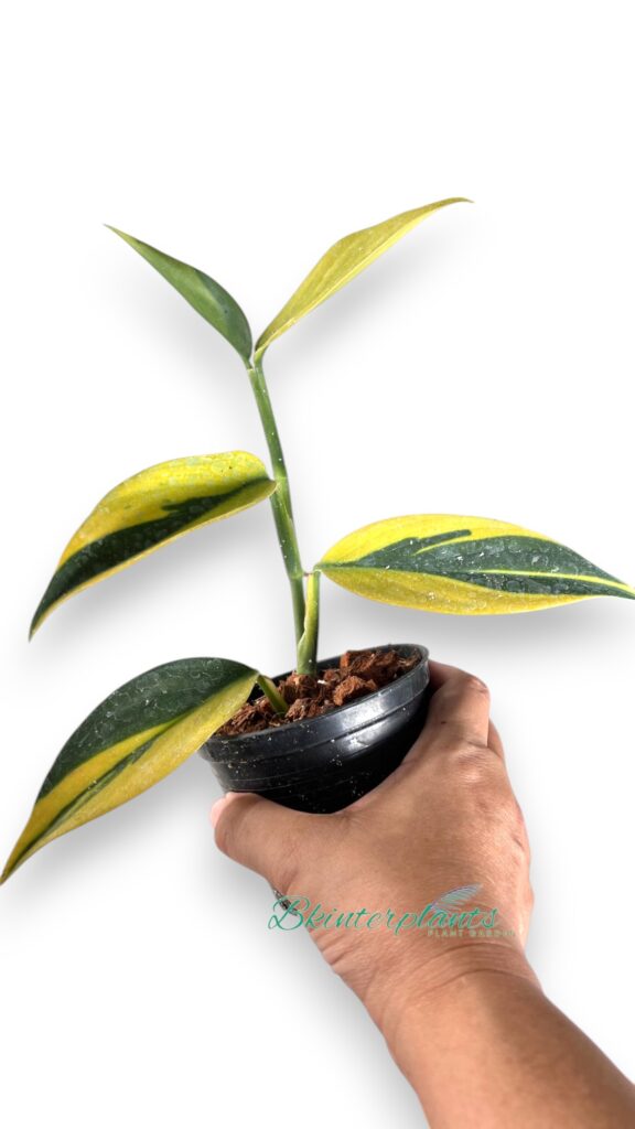 Scindapsus Coriaceus Aurea Variegated - Bkinterplants Rare & Exotic ...