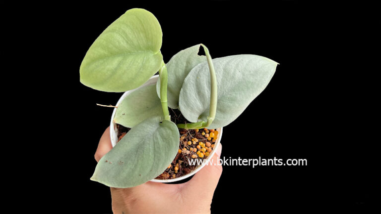 Scindapsus Silver - Bkinterplants Rare & Exotic Tropical Plants from ...