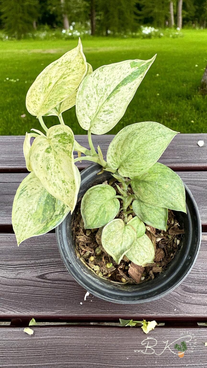 Scindapsus Albo Jade Satin Marble Variegated - Bkinterplants Rare ...